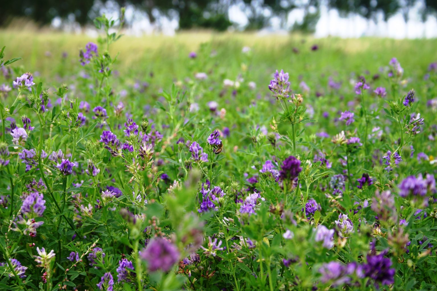 Luzerne (BIO) - Poldergraan